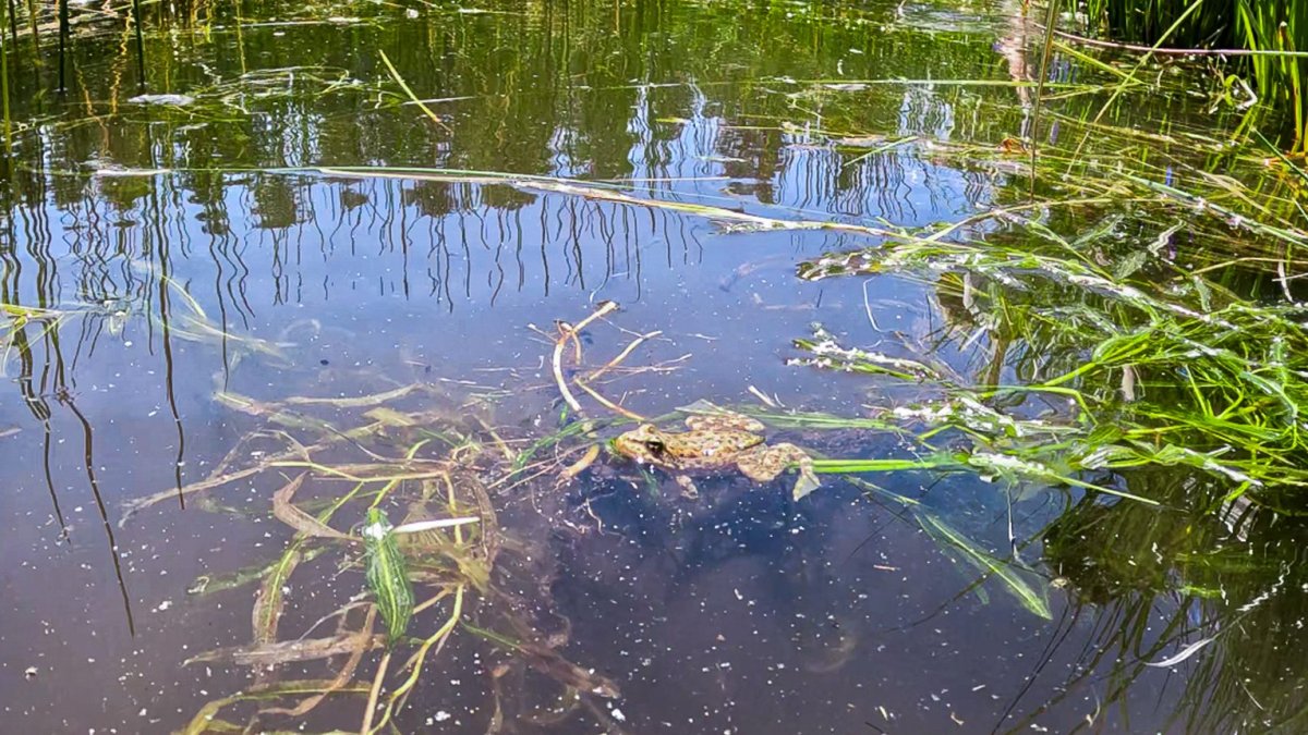 Hundreds of endangered Mountain Yellow-legged Frogs released – NBC 7 ...
