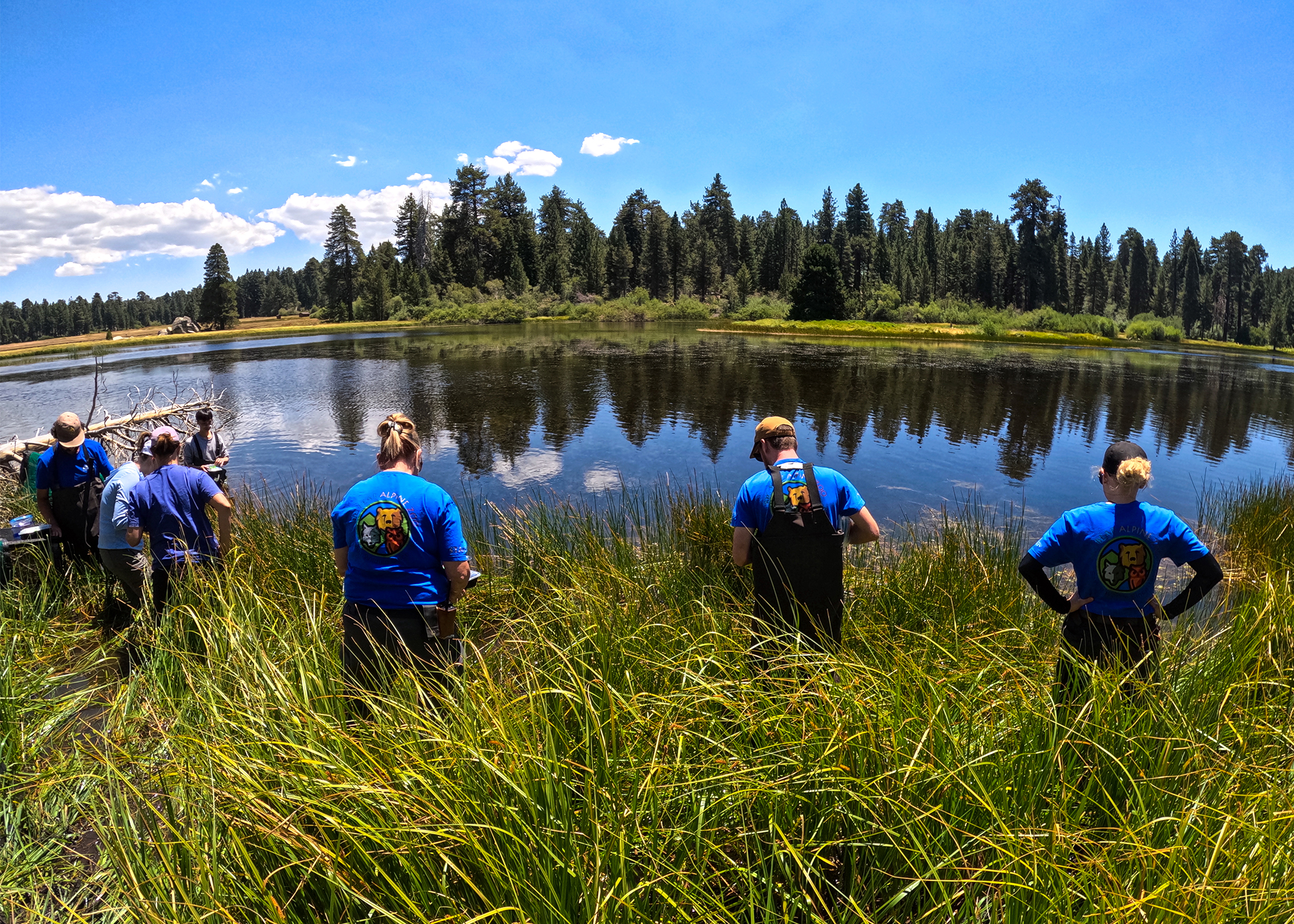Hundreds of endangered Mountain Yellow-legged Frogs released – NBC 7 ...