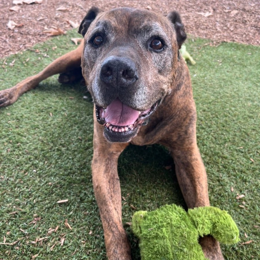 Adopt a long-term pet from San Diego animal shelters – NBC 7 San Diego