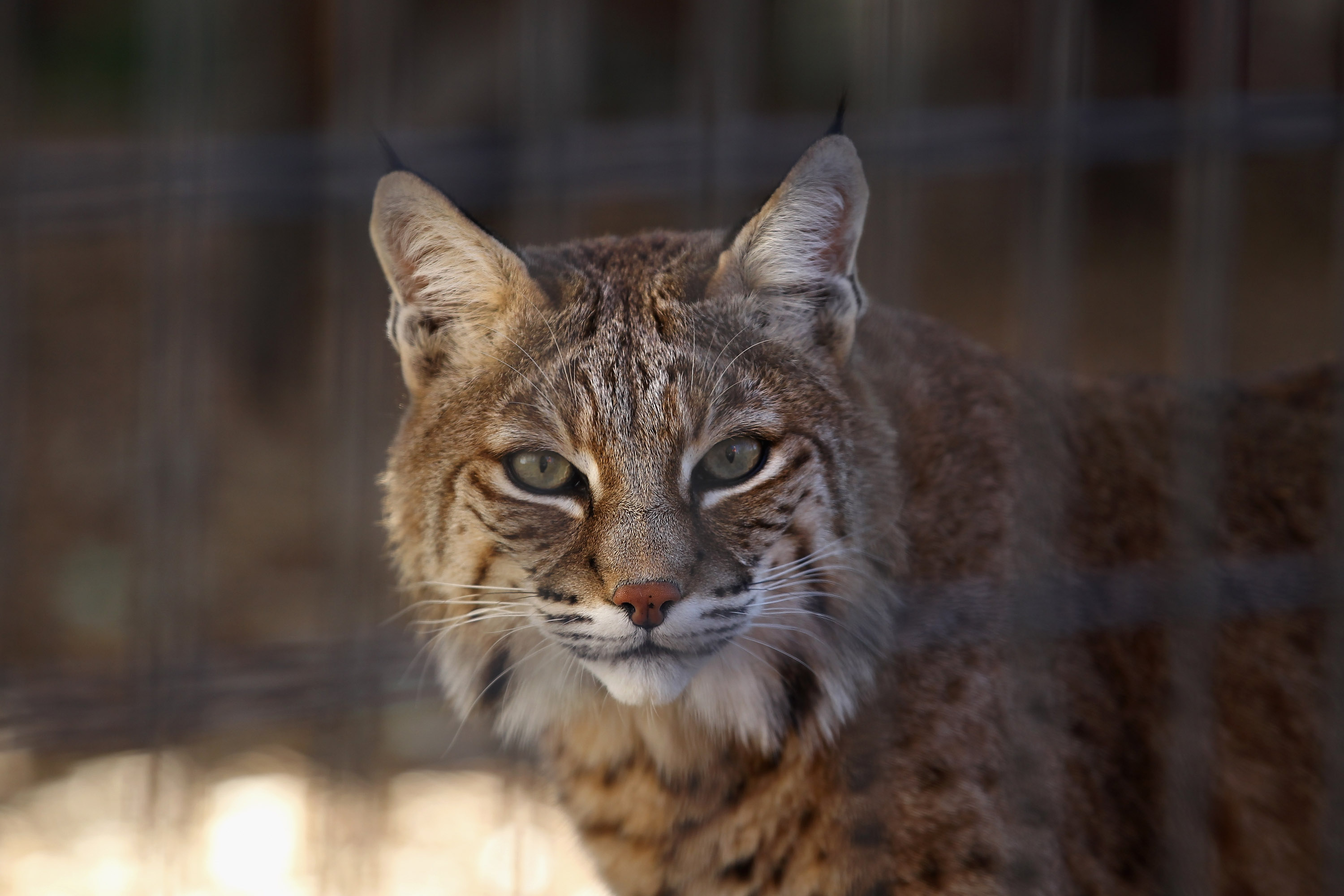 Sometimes, the most dangerous animals at the Safari Park aren’t from ...
