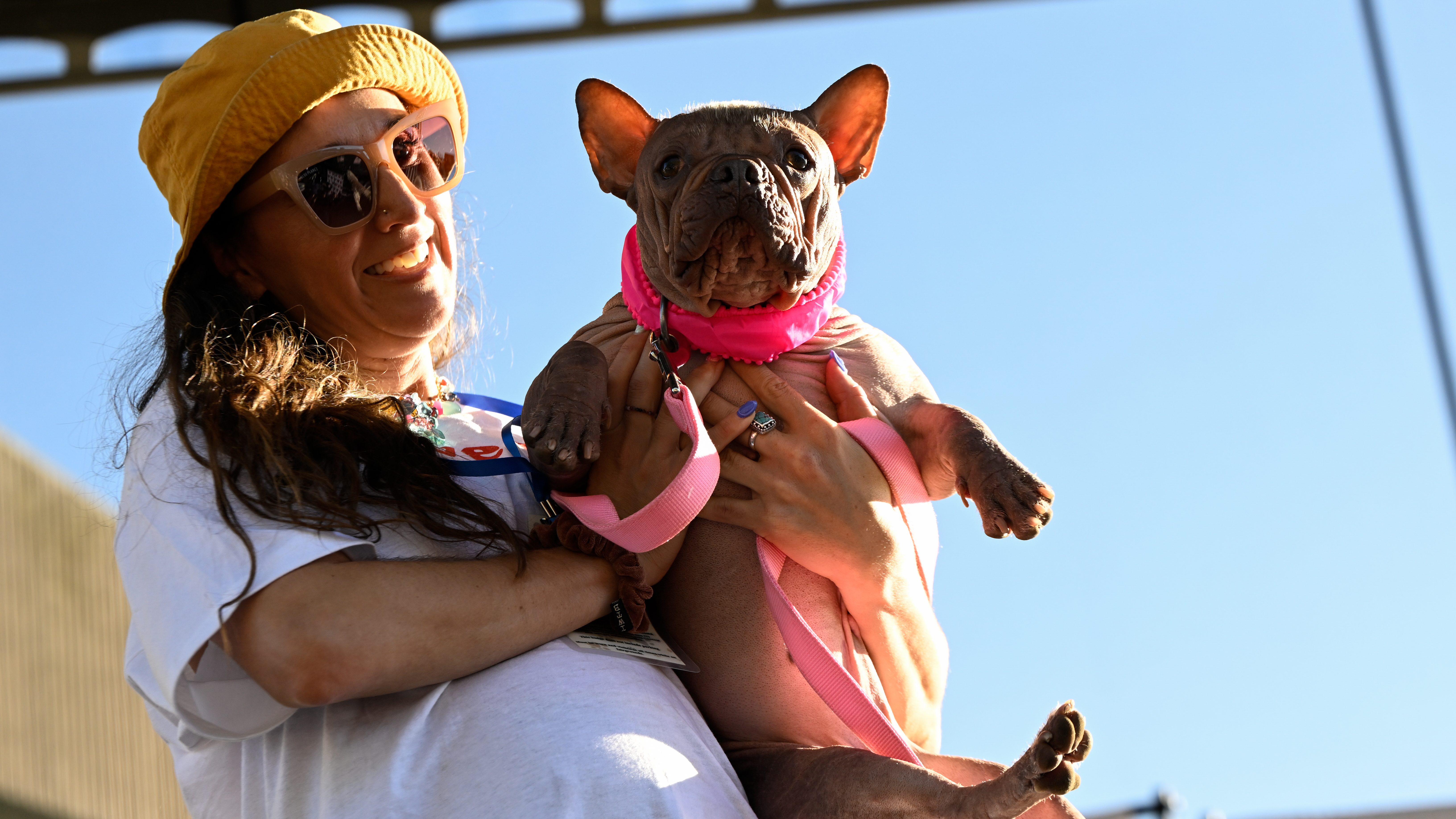 Meet Petunia, winner of the 2025 World’s Ugliest Dog Contest – NBC 7 ...