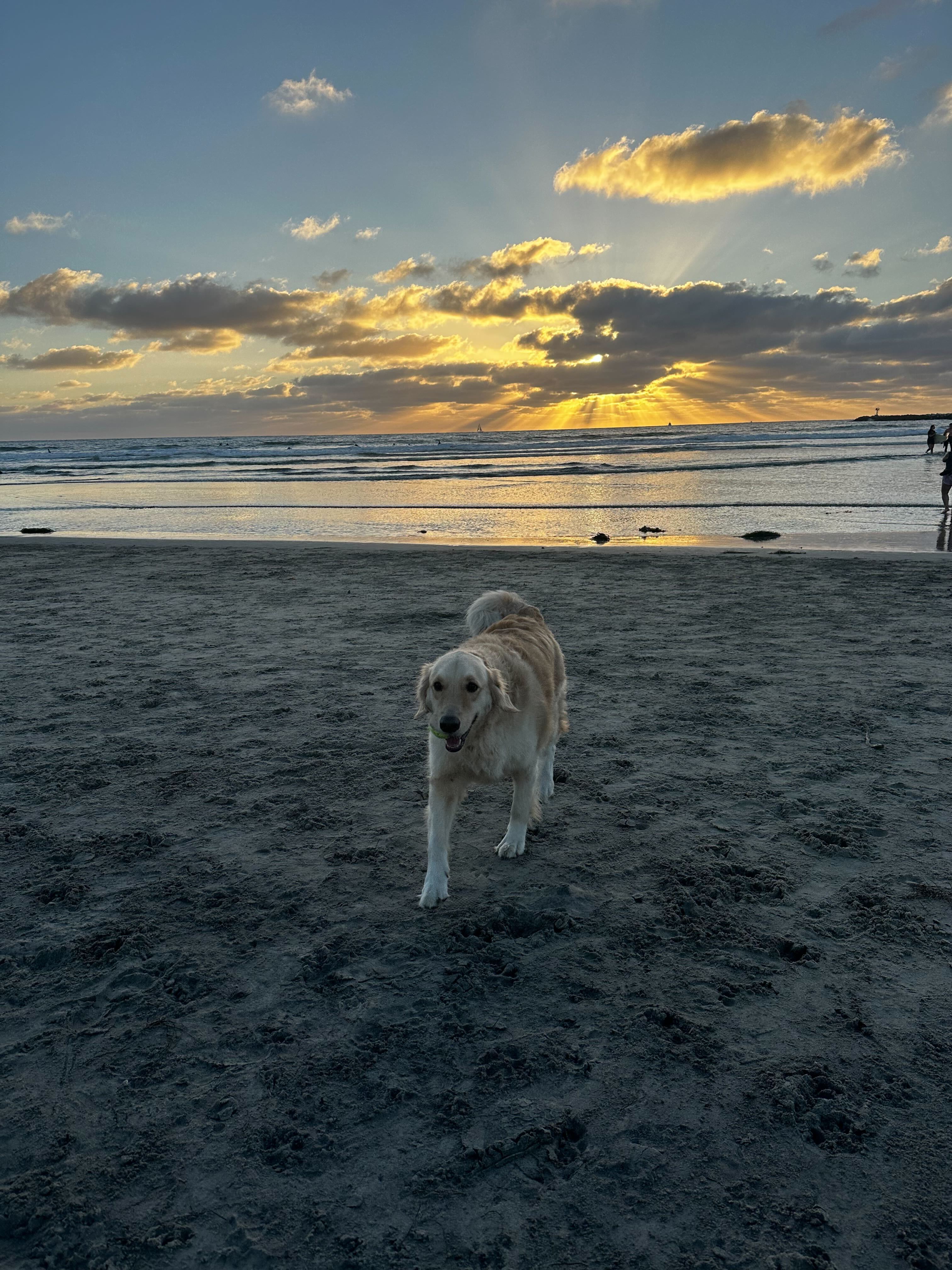 Guide to dog-friendly beaches in San Diego County – NBC 7 San Diego