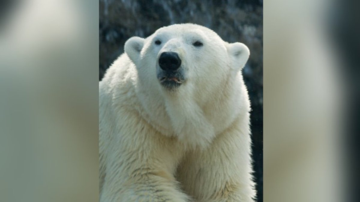 24-year-old polar bear dies at San Diego Zoo – NBC 7 San Diego