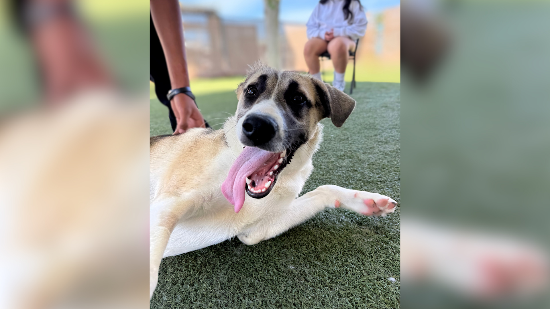 See photos of adoptable pets in San Diego for Clear the Shelters – NBC ...