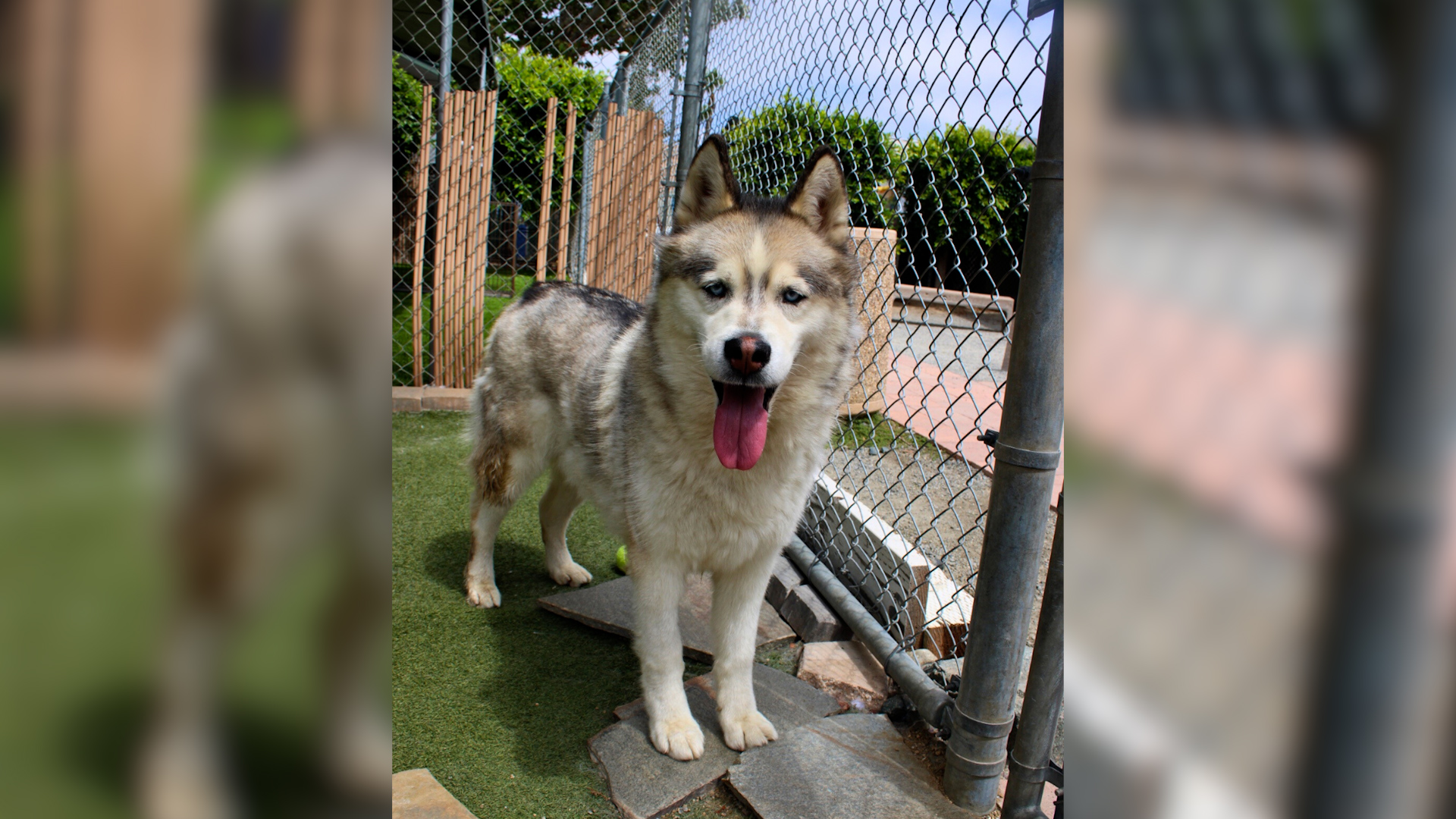 See photos of adoptable pets in San Diego for Clear the Shelters – NBC ...