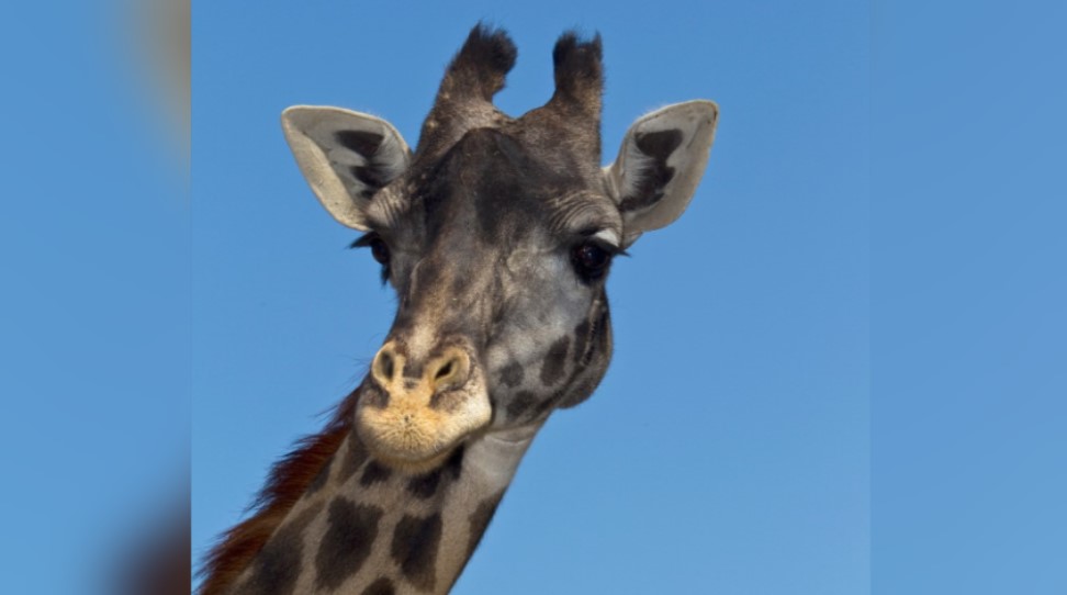 Oldest Masai giraffe in North America dies at San Diego Zoo – NBC 7 San ...