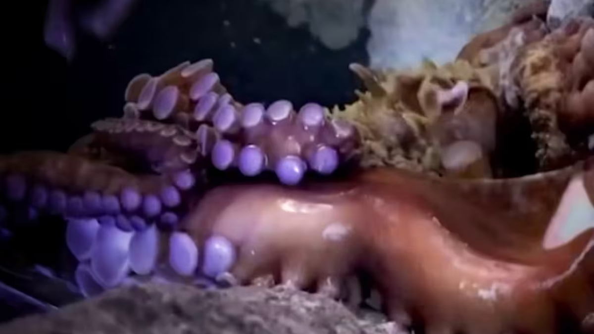 Boy injured when octopus grabbed his arm at Texas aquarium – NBC 7 San ...
