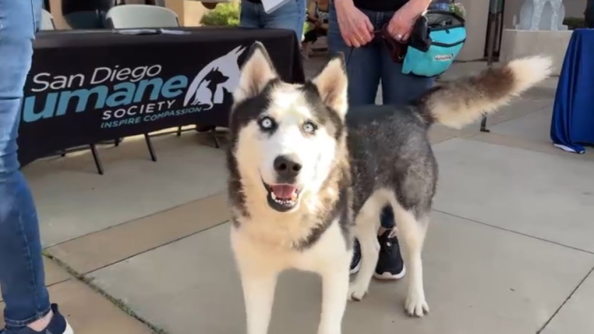 288 pets adopted during Clear the Shelters event in San Diego – NBC 7 ...