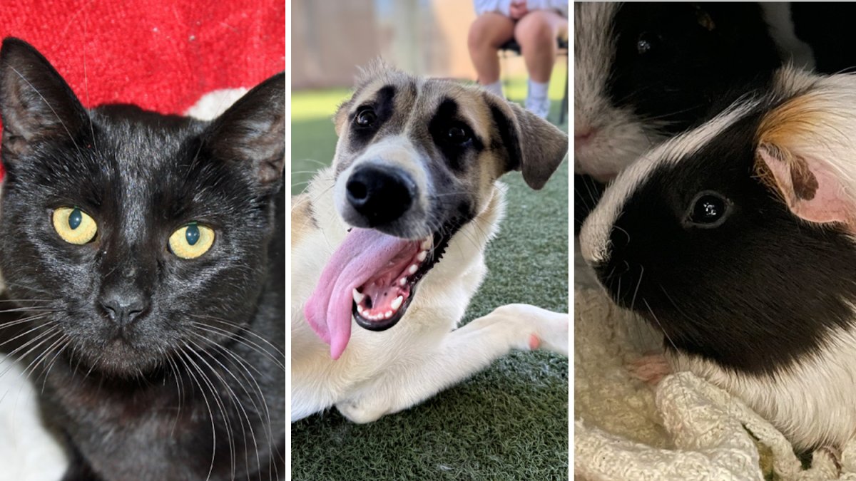 See photos of adoptable pets in San Diego for Clear the Shelters – NBC ...