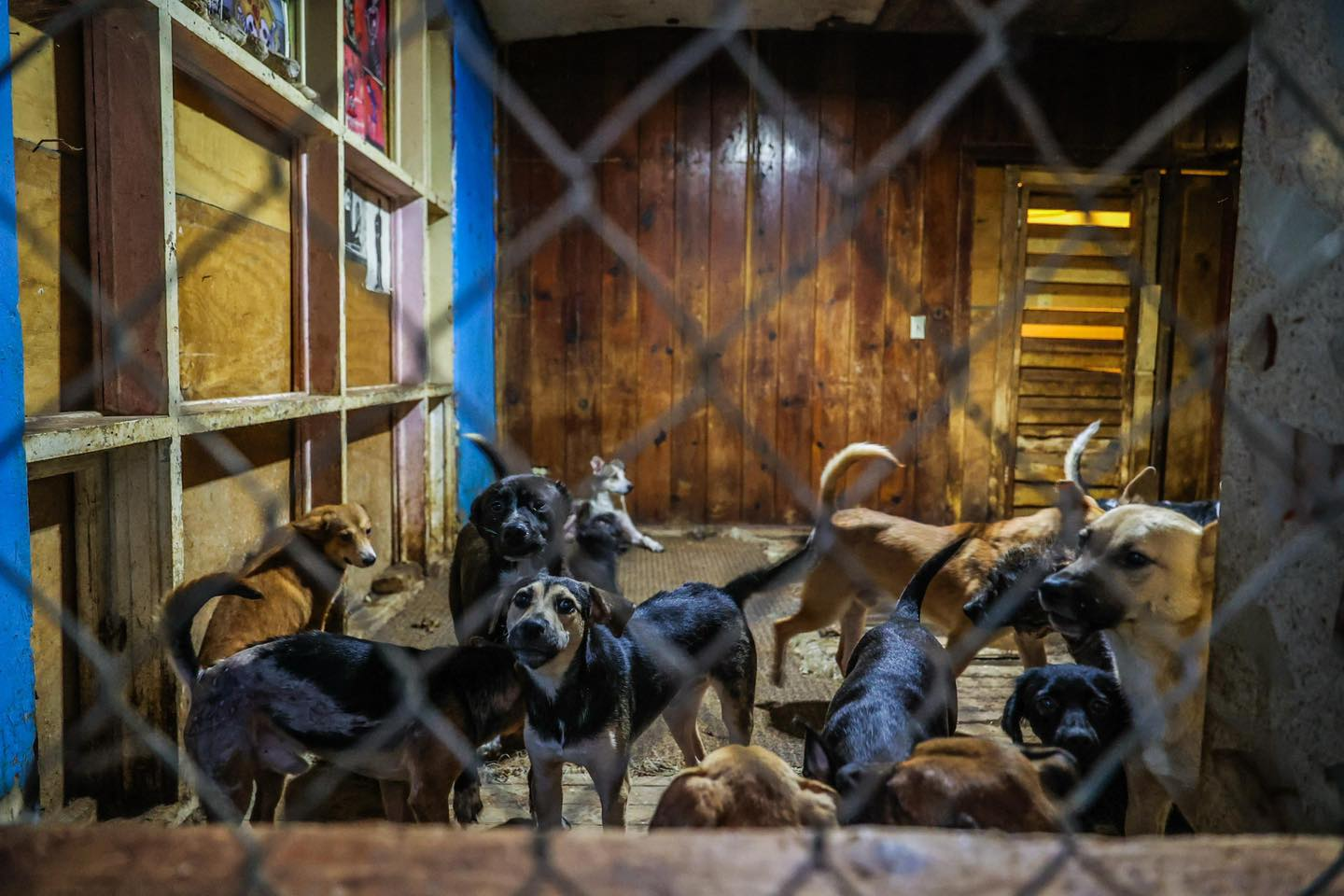 San Diego shelters step up for abused dogs at fake rescue in Mexico ...