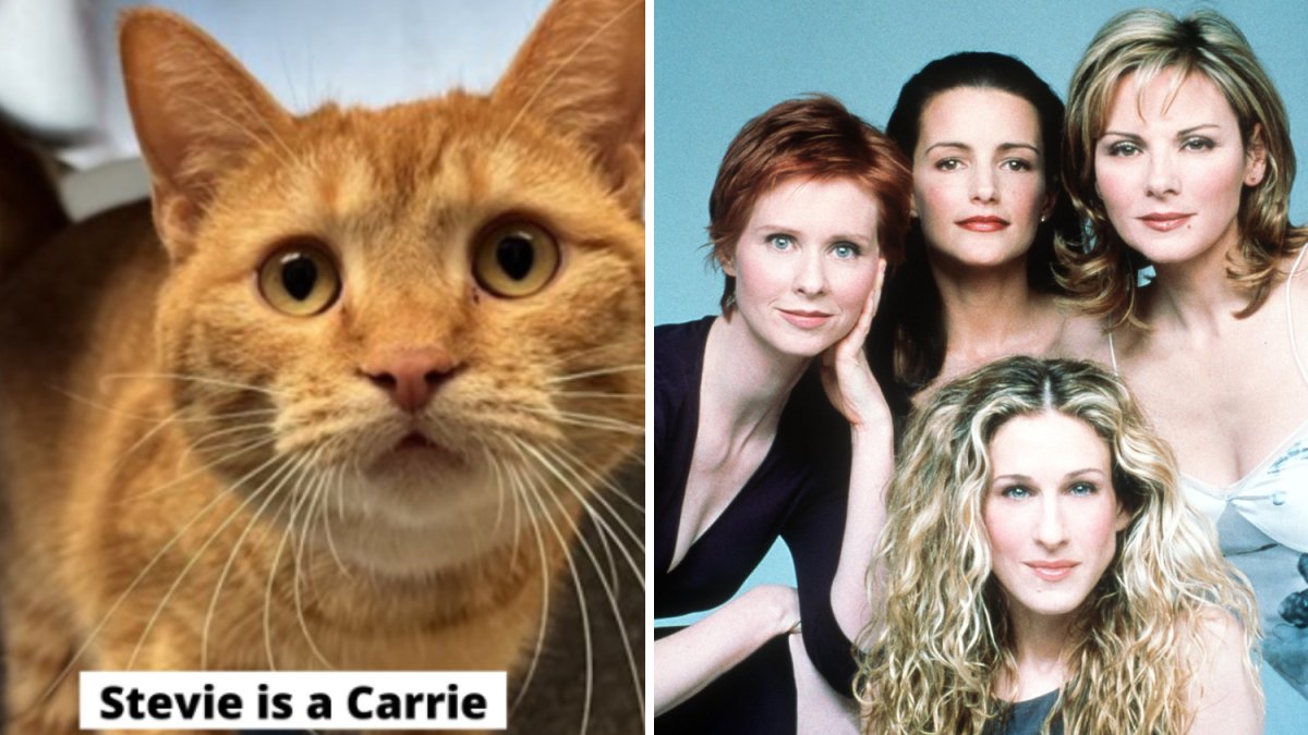 Carrie or Samantha? Colorado humane society answers with cats – NBC 7 ...