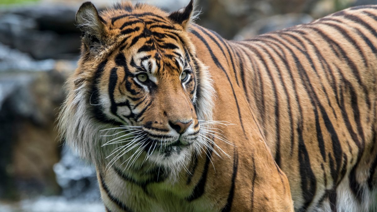 Tiger handler fatally mauled at Oklahoma preserve – NBC 7 San Diego