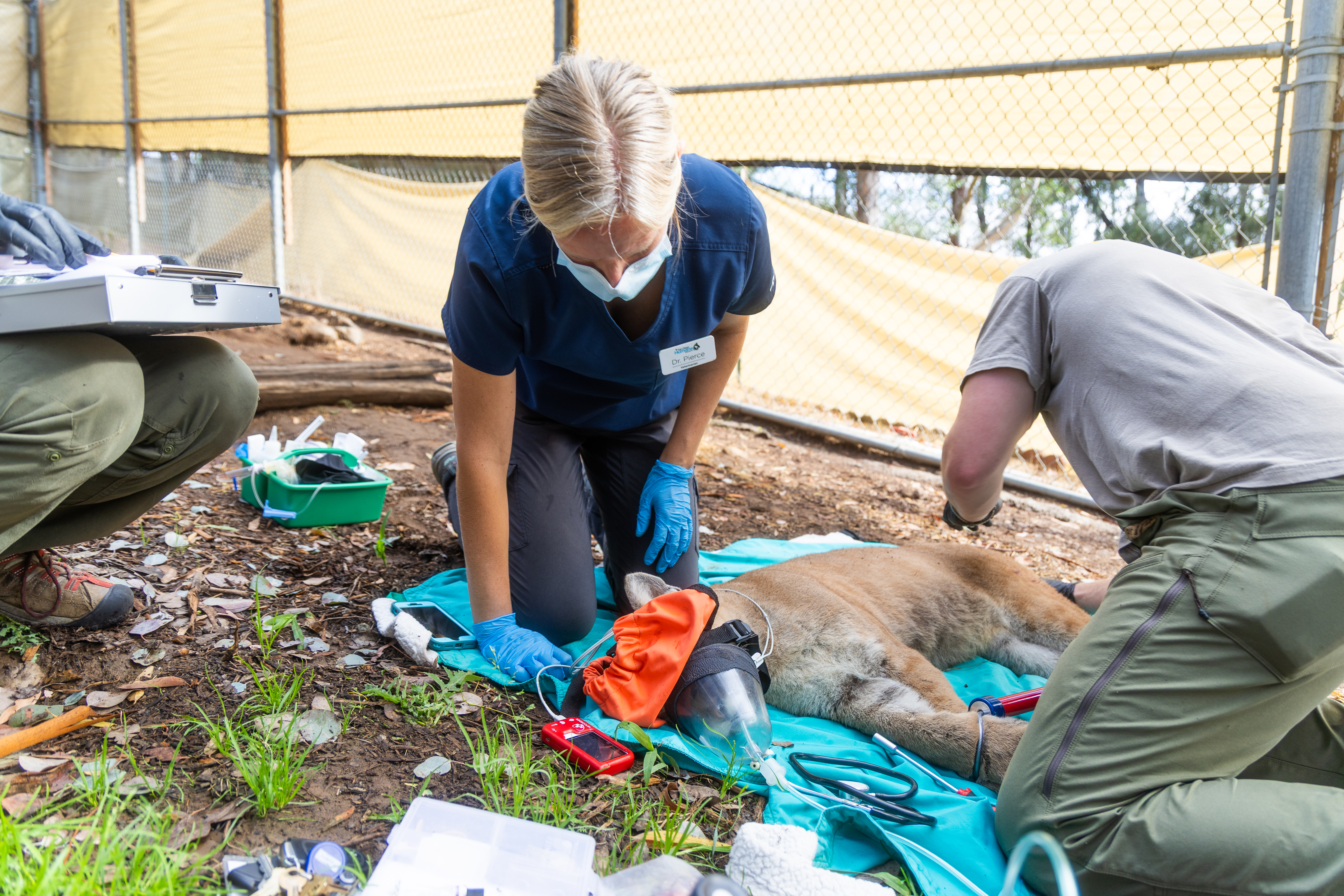 Mountain lion cubs returned to the wild after months of care – NBC 7 ...