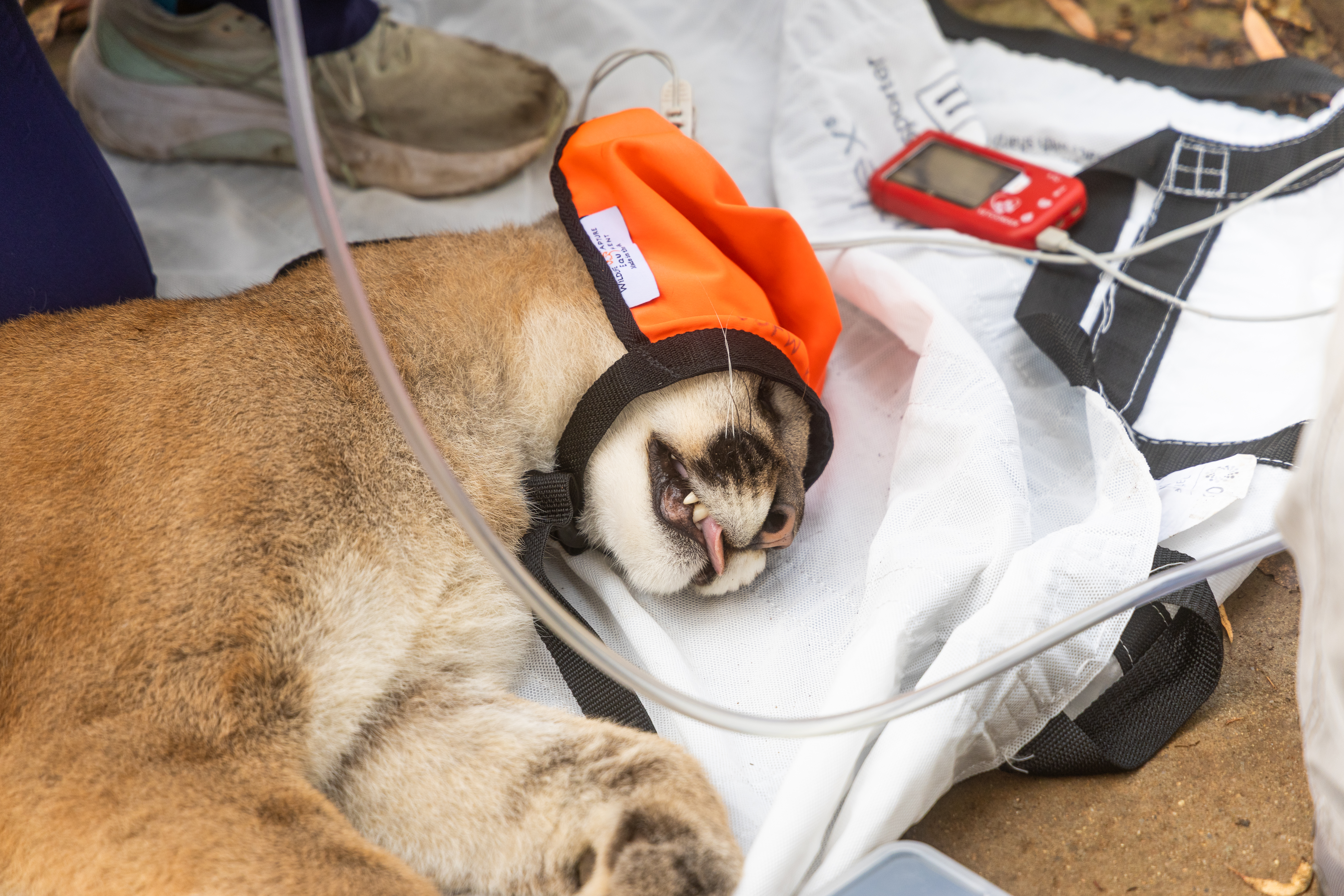 Mountain lion cubs returned to the wild after months of care – NBC 7 ...
