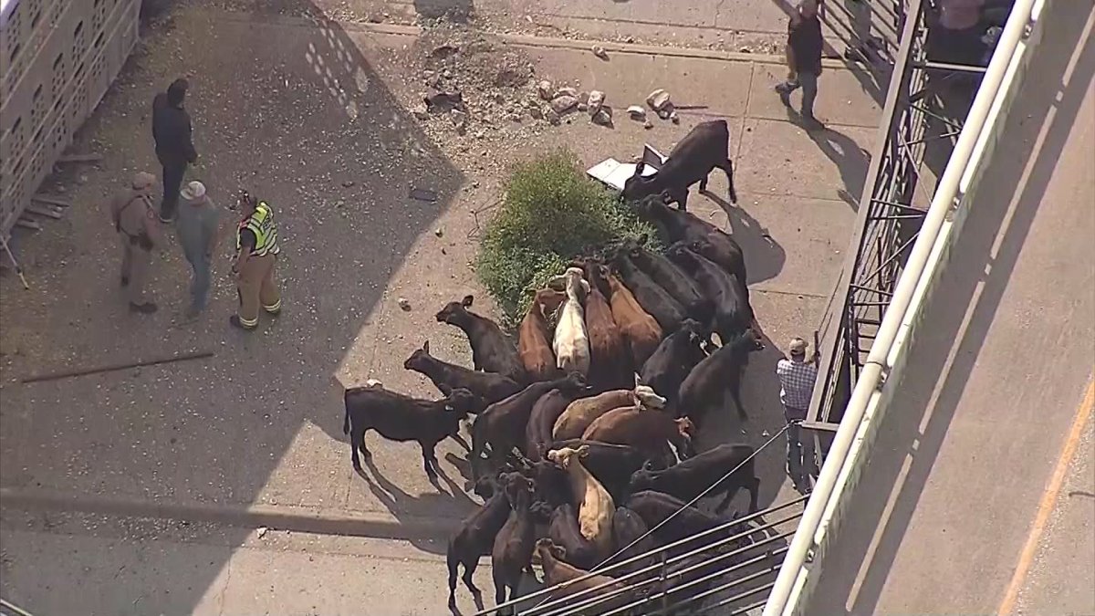 Livestock hauler in Texas crashes onto highway below – NBC 7 San Diego