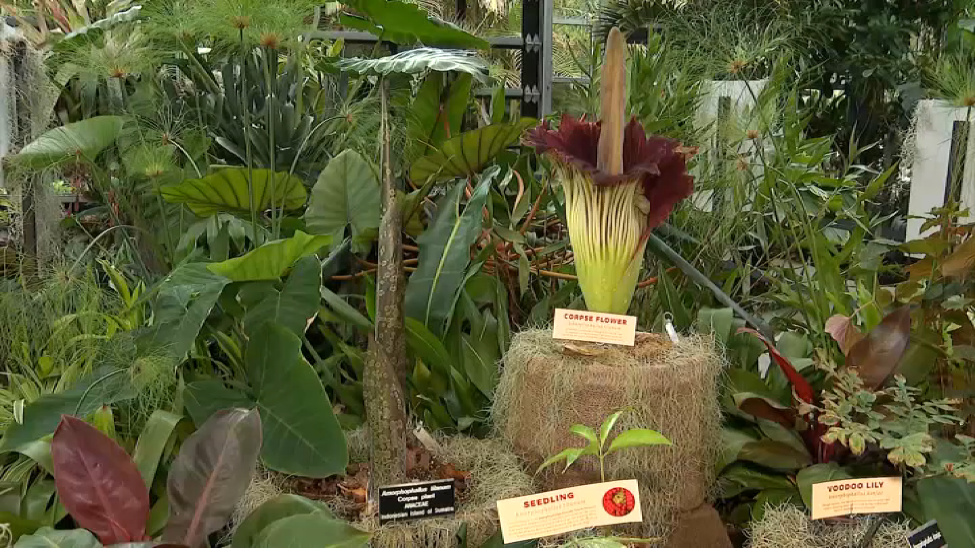 Corpse flower blooms at the San Diego Botanic Garden – NBC 7 San Diego