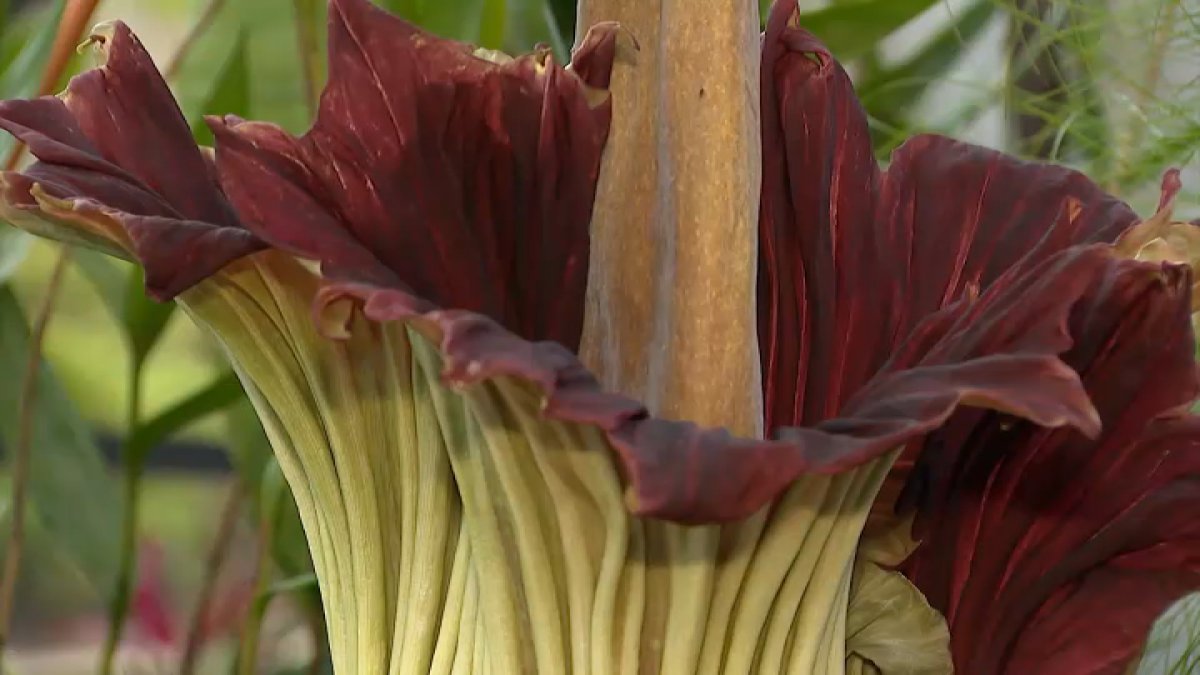 Corpse flower blooms at the San Diego Botanic Garden – NBC 7 San Diego