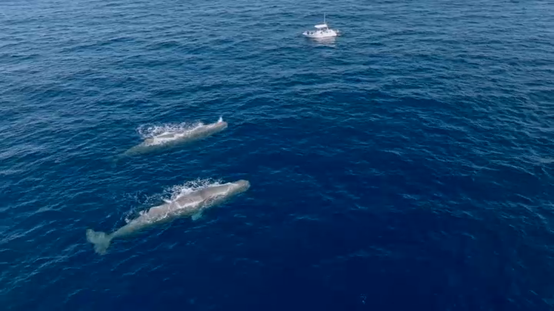 Sperm whales spotted during boat tour near San Diego shore – NBC 7 San ...