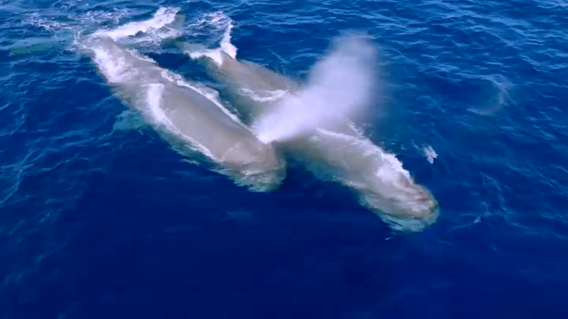 Sperm whales spotted during boat tour near San Diego shore – NBC 7 San ...