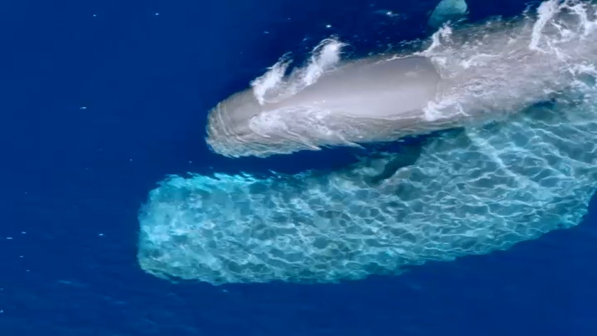 Sperm whales spotted during boat tour near San Diego shore – NBC 7 San ...