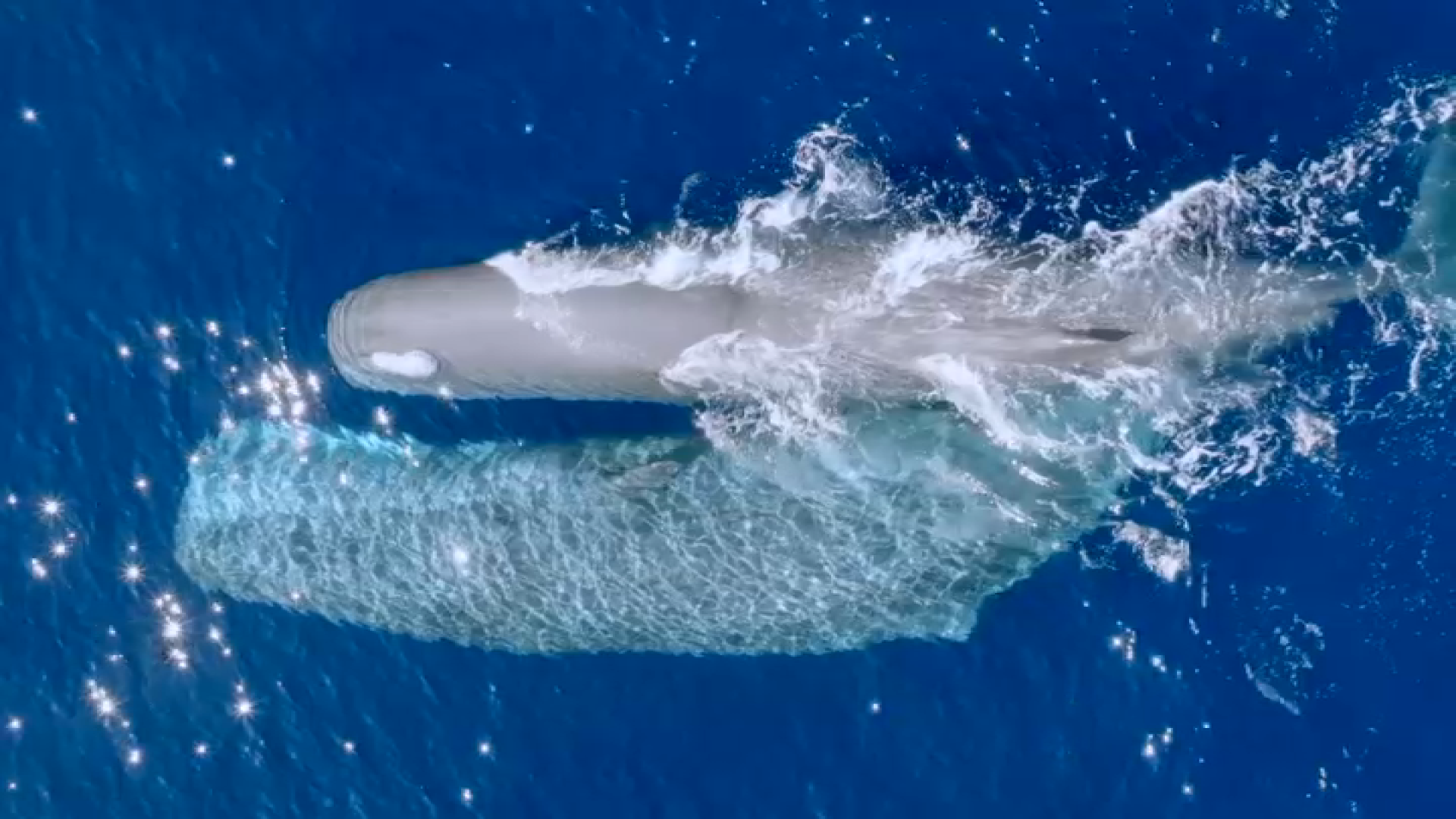 Sperm whales spotted during boat tour near San Diego shore – NBC 7 San ...