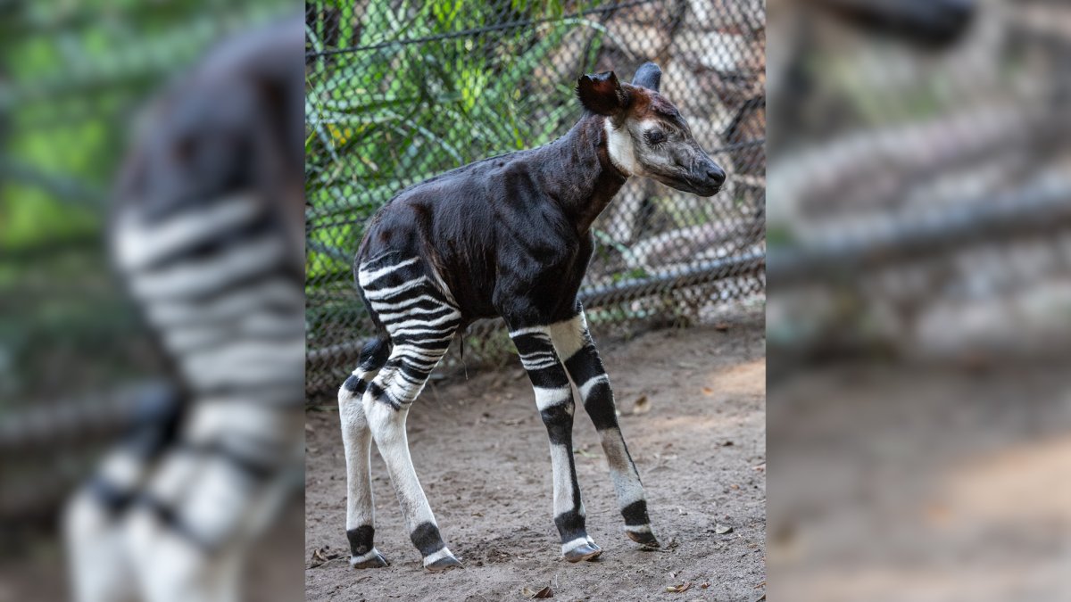 Endangered okapi calf born at San Diego Zoo – NBC 7 San Diego
