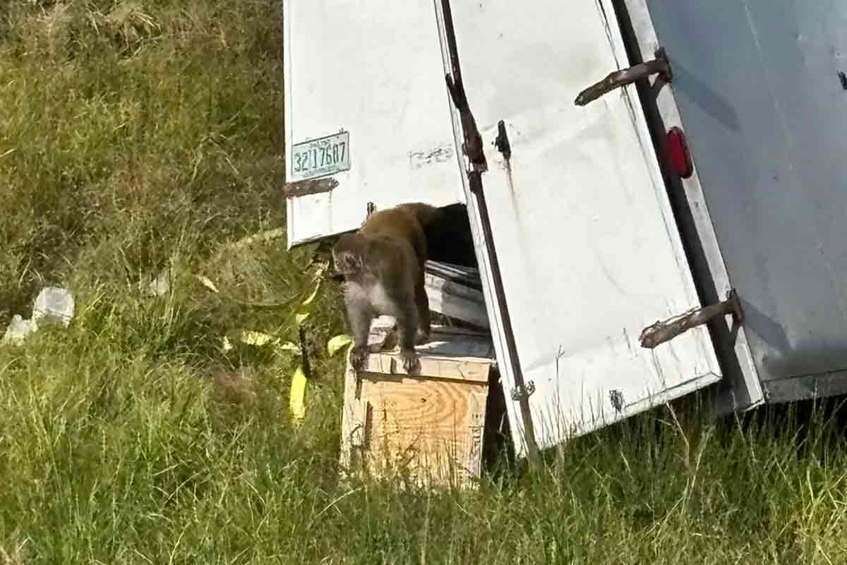 2nd monkey fatally shot, one still missing after Mississippi crash – NBC 7 San Diego
