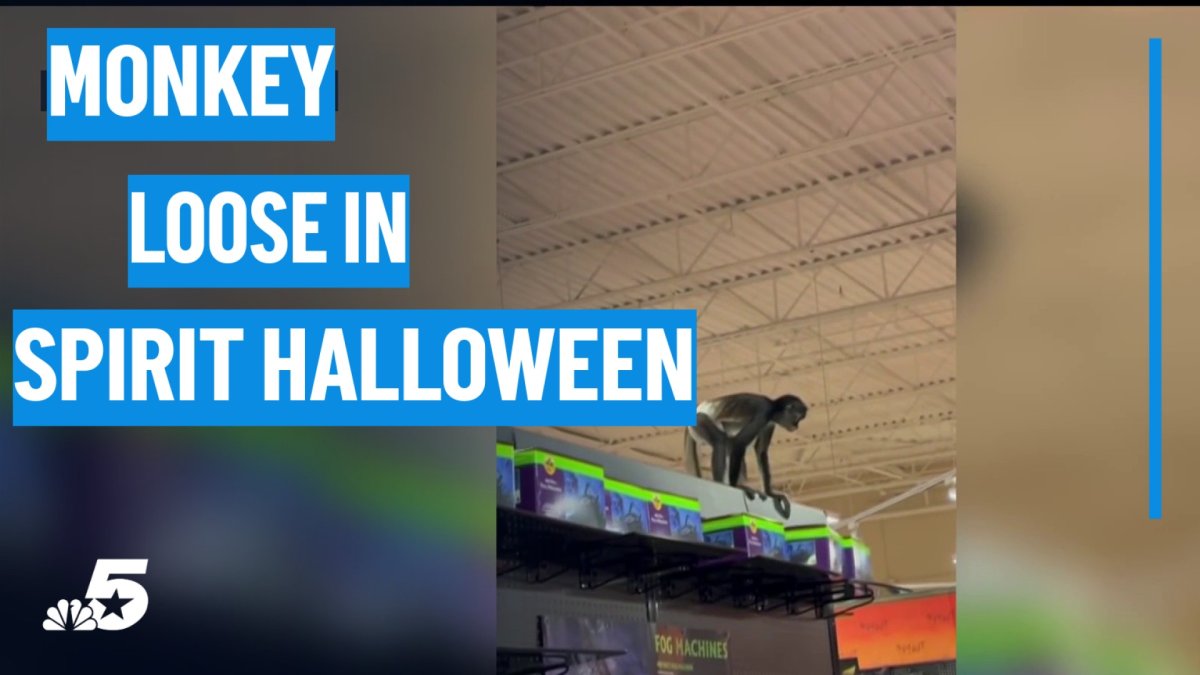 Monkey on the loose surprises shoppers at Halloween store in Texas ...