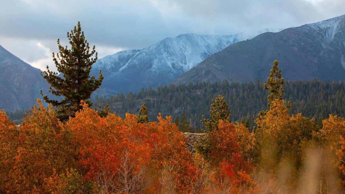Eastern Sierra magic: Fall meets winter in a fabulous ‘foliage + frost’ photo – NBC 7 San Diego