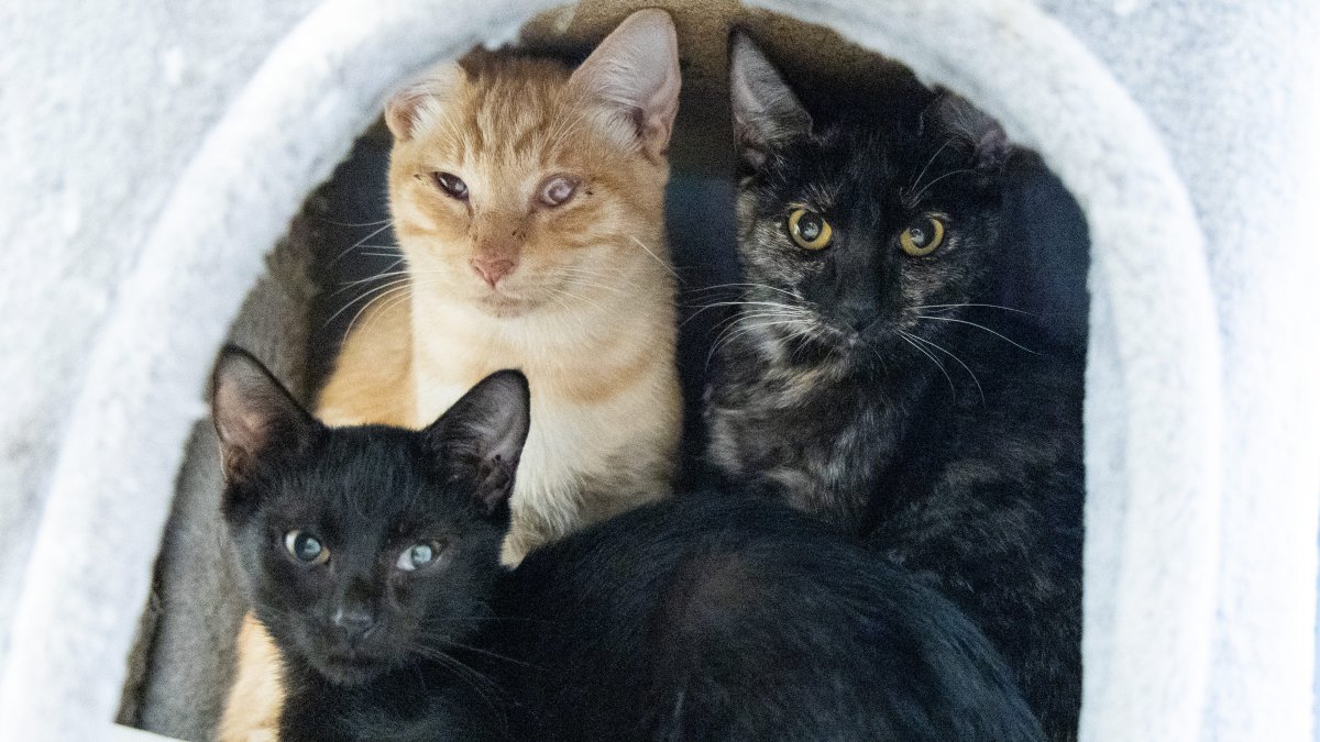 Forty cats rescued from East Village studio apartment – NBC 7 San Diego