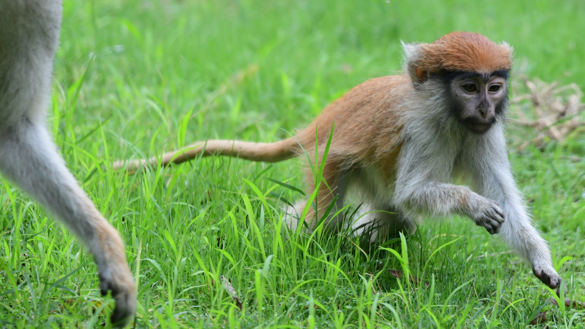 Marvelously mustached patas monkeys will make a new home at The Living ...