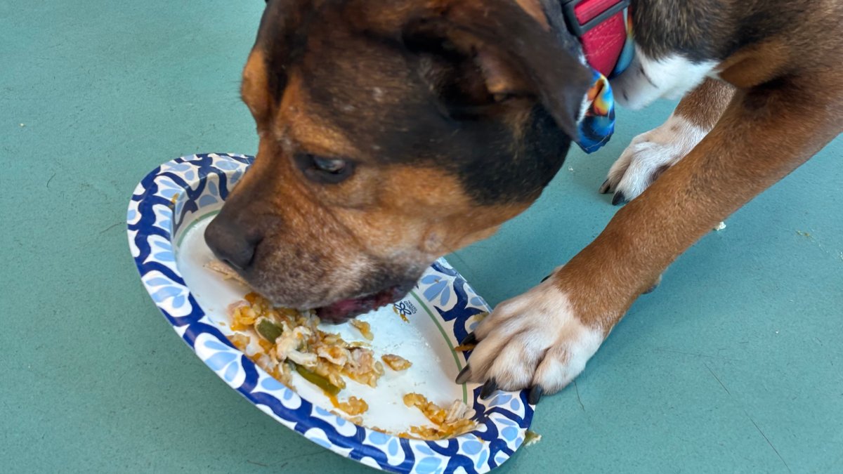 Pets chow down on special Thanksgiving meal at San Diego Humane Society ...