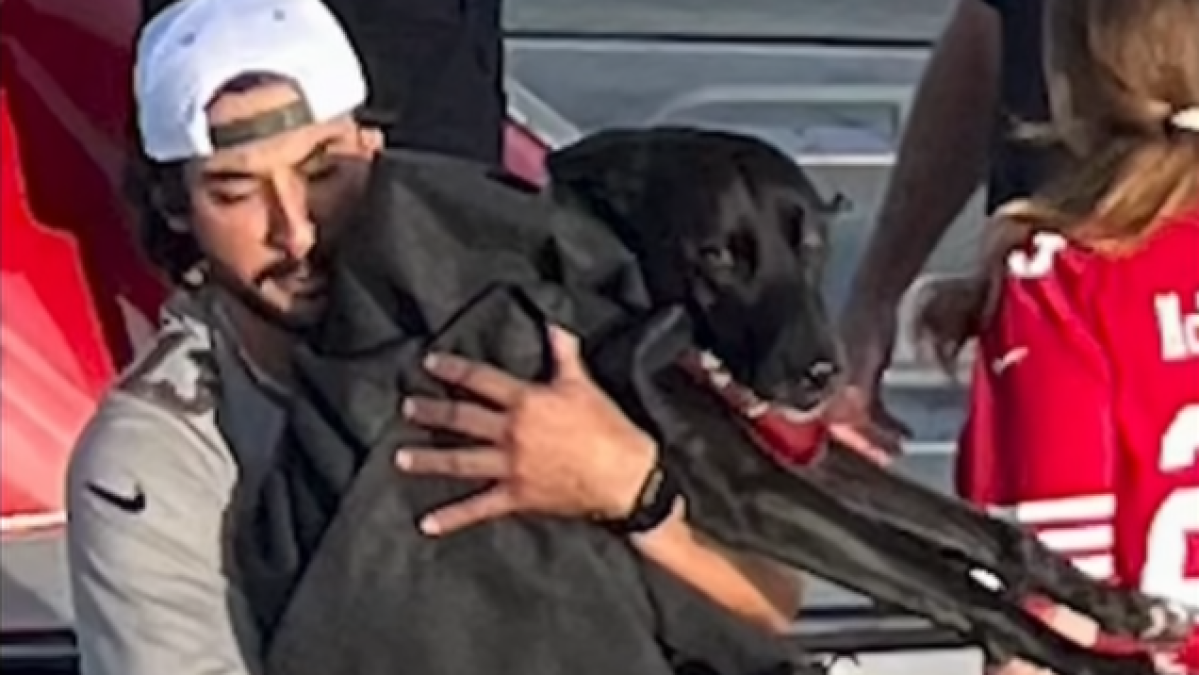 Runaway dog rescued by San Diego lifeguards 2 miles away, half-mile out ...