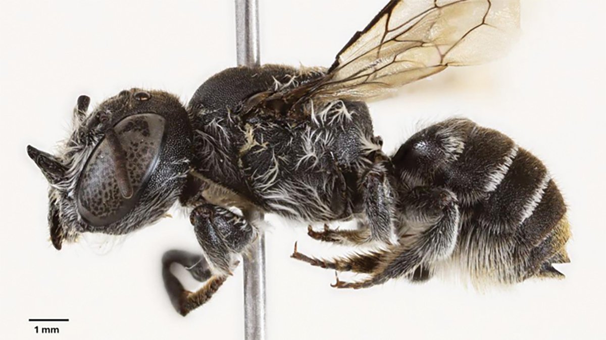 New ‘Lucifer’ bee with devil-like horns discovered in Australia – NBC 7 ...