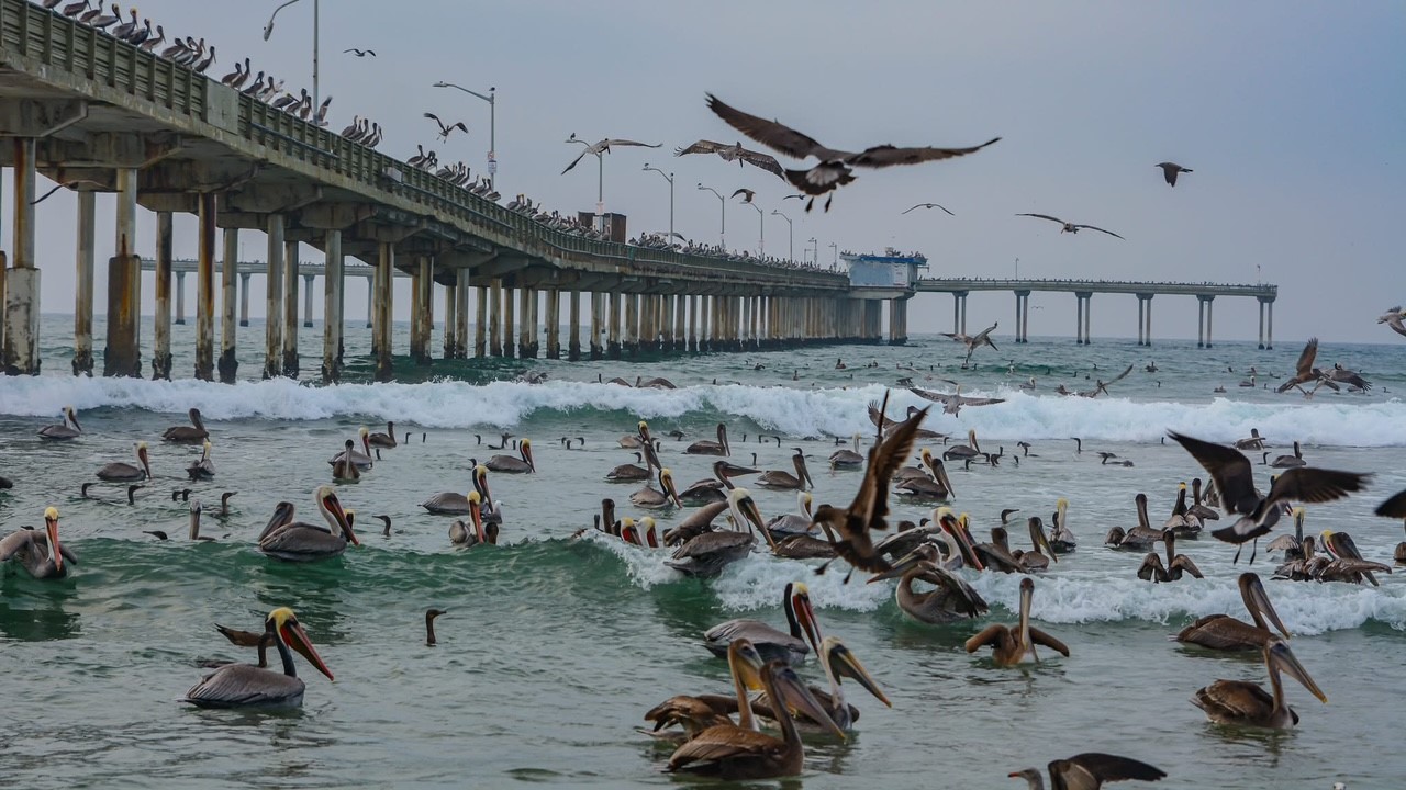 Pelicans swarm Ocean Beach for a snack on the OB pier – NBC 7 San Diego