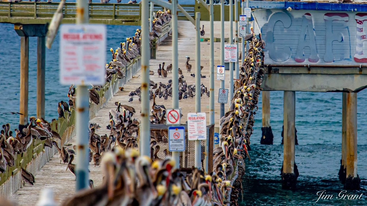 Pelicans swarm Ocean Beach for a snack on the OB pier – NBC 7 San Diego