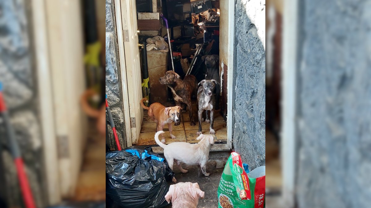 Prohibido tener animales: Hombre tras abandono y crueldad en San Ysidro – Notiulti