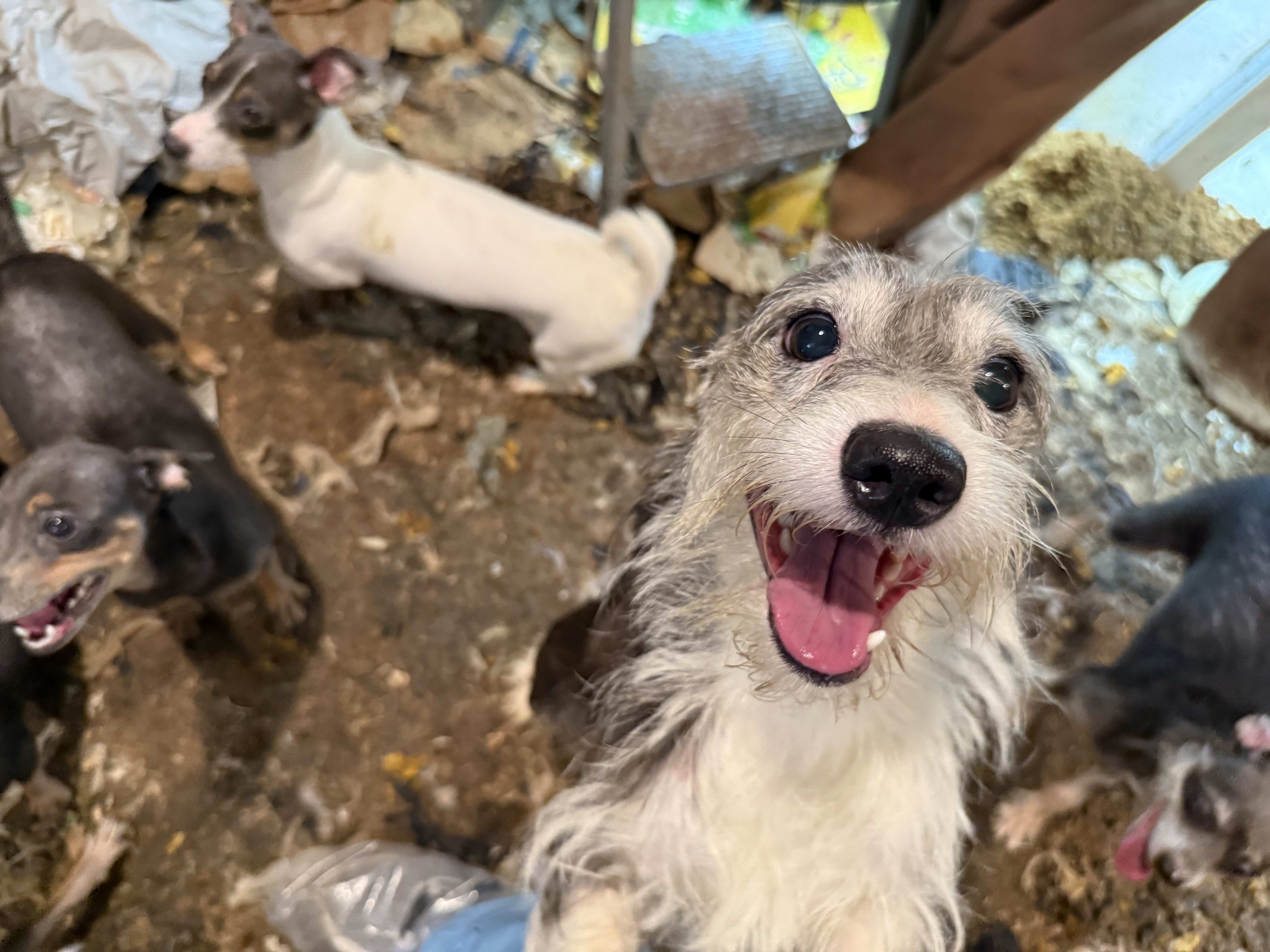40 dogs rescued from feces-laden La Mesa apartment after owner gets ...