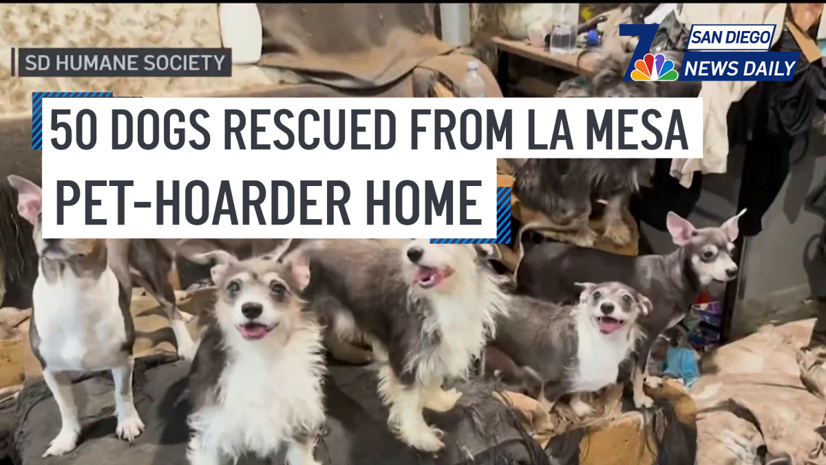 40 dogs rescued from La Mesa pet-hoarder home | San Diego News Daily ...