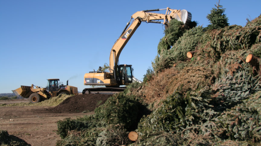 Christmas is so yesterday — here’s what to do with your stale tree ...