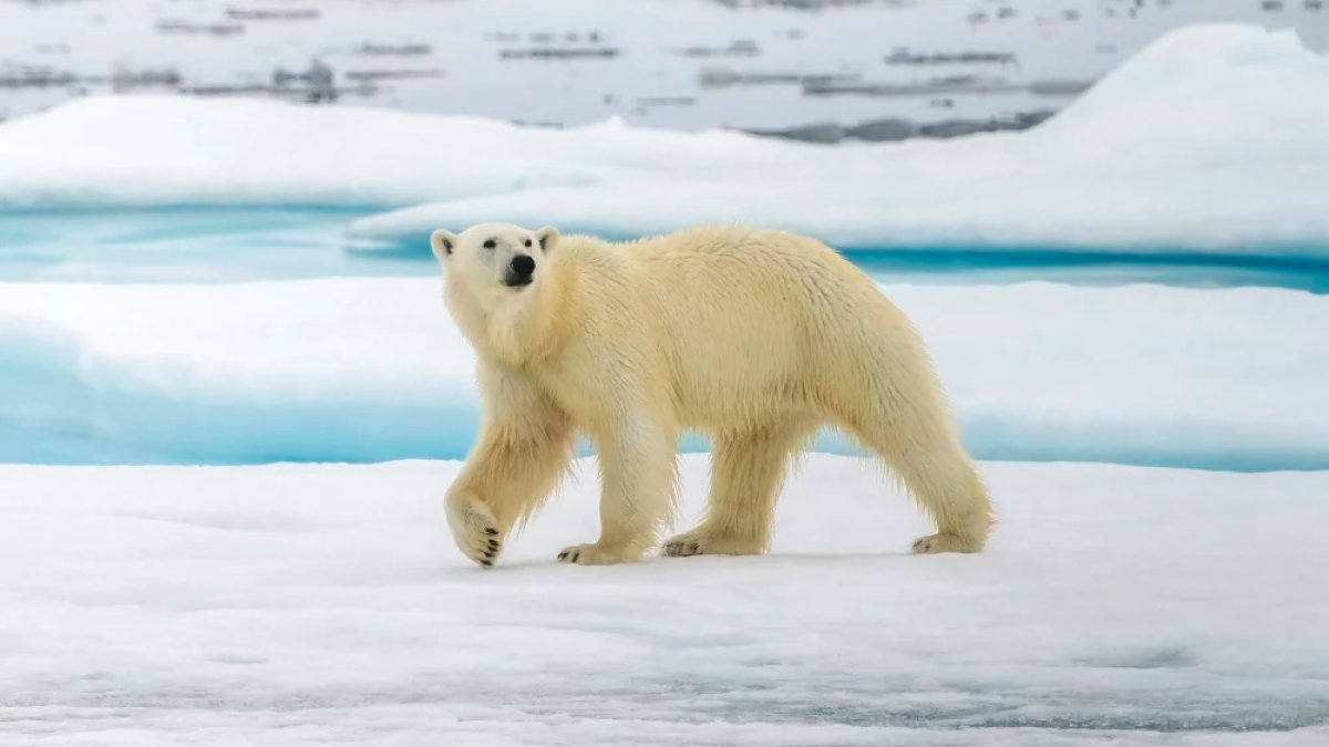 Polar bears are rewiring their own genetics to survive – NBC 7 San Diego
