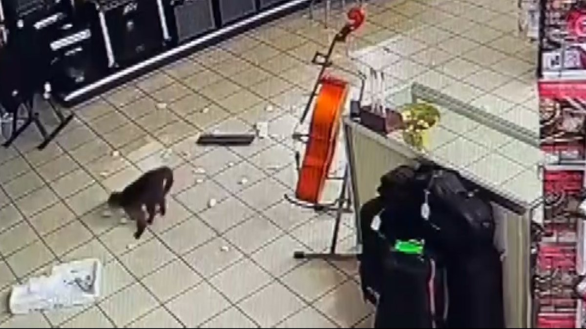 Watch a monkey caught on surveillance cameras playing inside a guitar ...