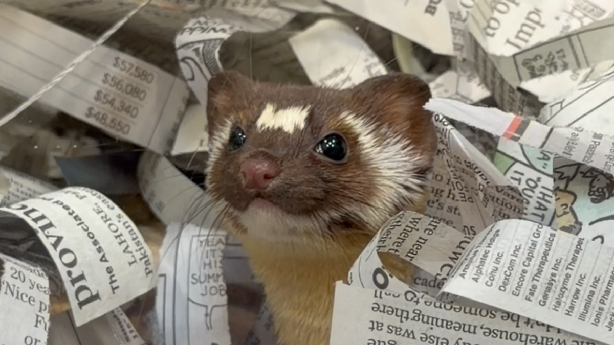 Weasel released back to San Diego wilderness after losing 2 toes in ...