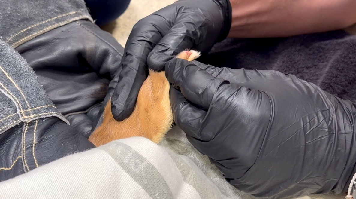 Weasel released back to San Diego wilderness after losing 2 toes in ...