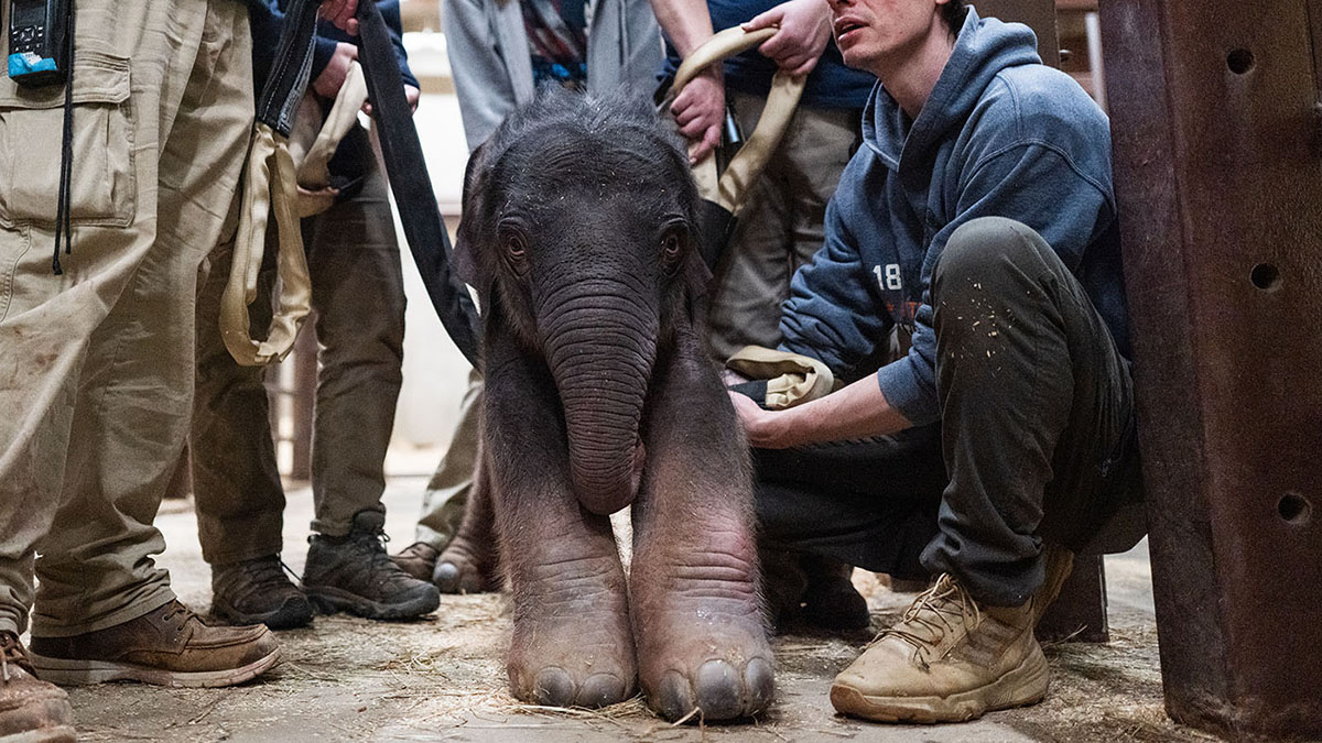 National Zoo celebrates first baby elephant in 25 years – NBC 7 San Diego
