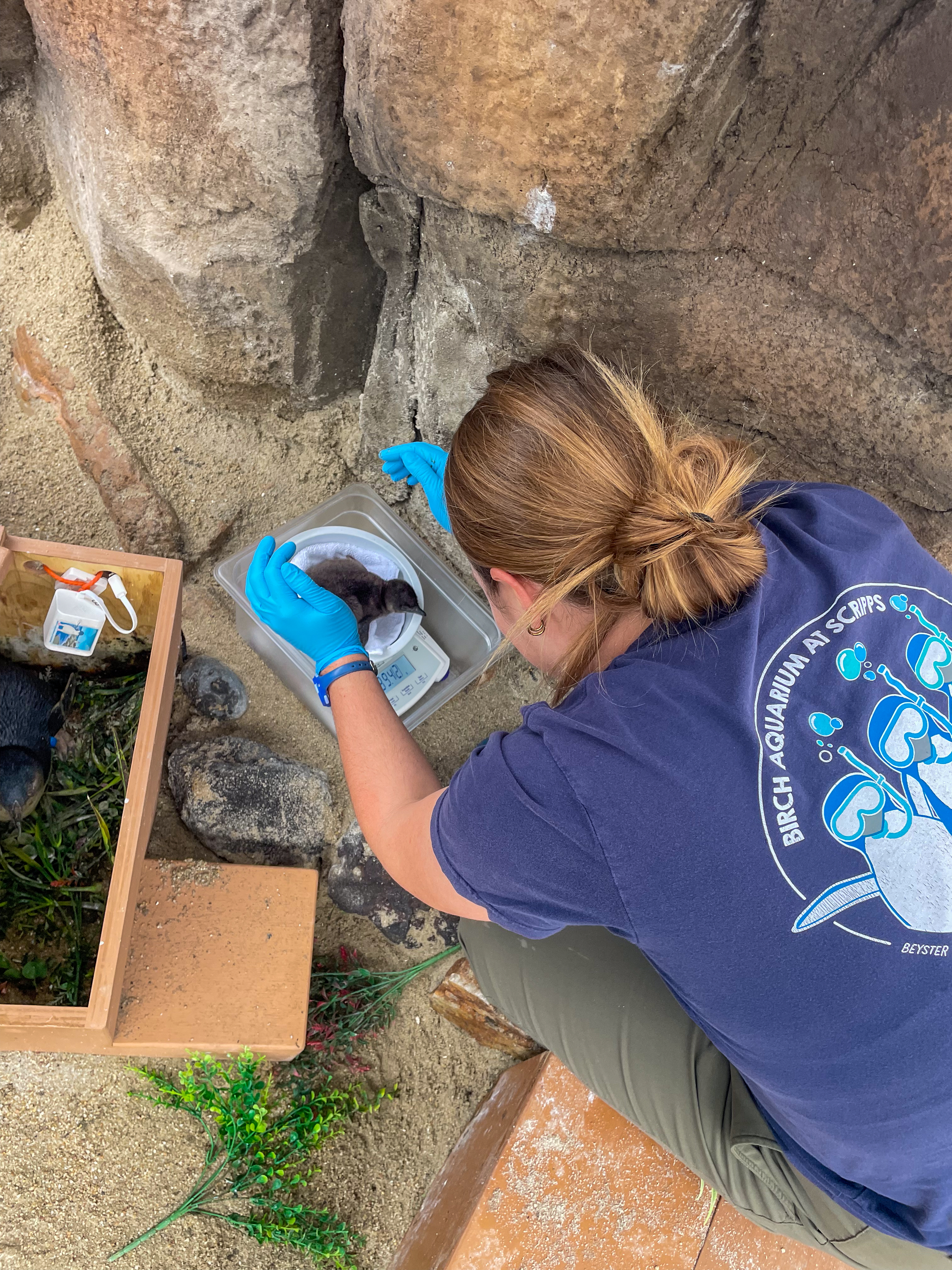 Birch Aquarium celebrates first Little Blue Penguin chick raised by ...