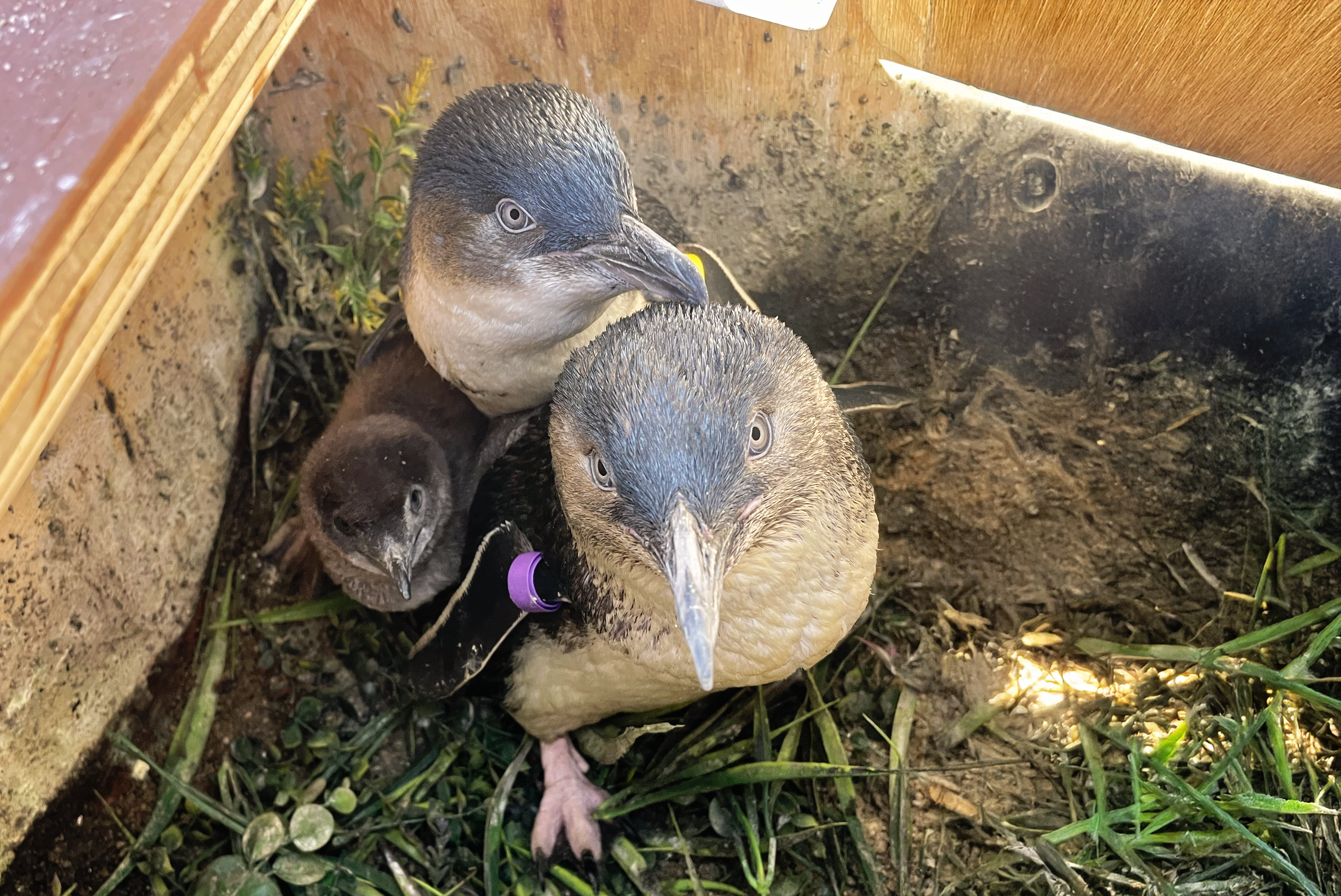Birch Aquarium celebrates first Little Blue Penguin chick raised by ...