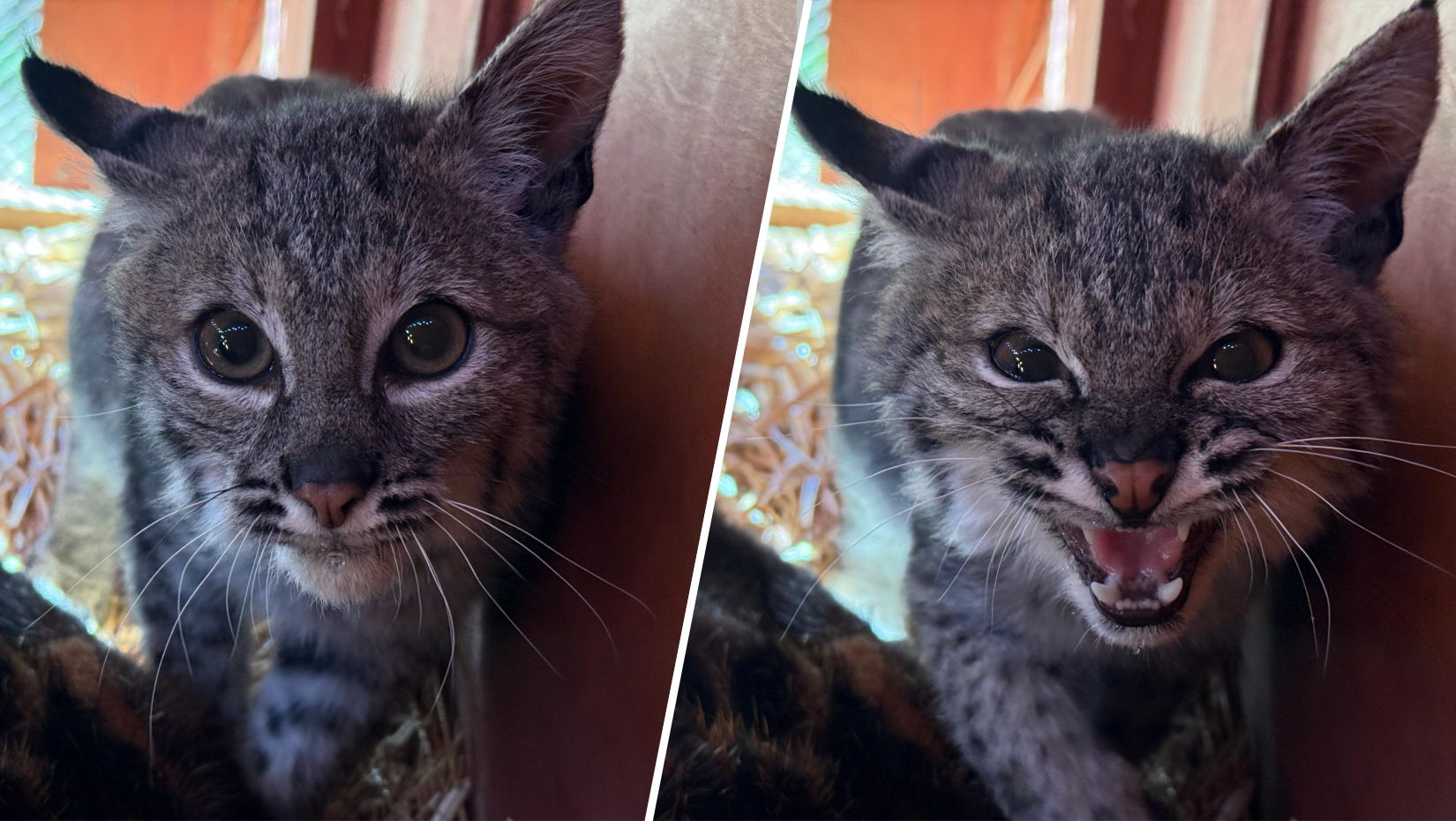 Rescued bobcat returns to the wild after life-saving care – NBC 7 San Diego