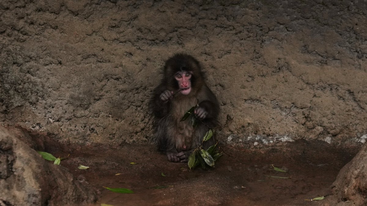Punch the monkey is outgrowing his plushie and making friends – NBC 7 ...