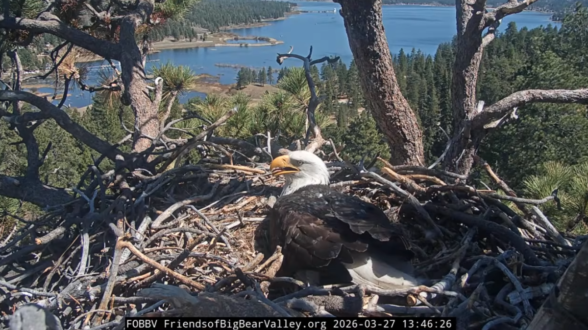 Big Bear Valley bald eagles’ nest will soon be under ‘Pip Watch’ – NBC ...